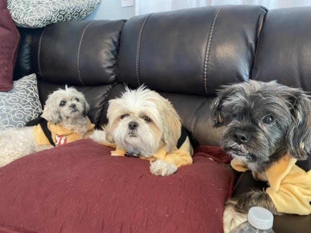 Adoption & Birth Parent Services - CHSNJ